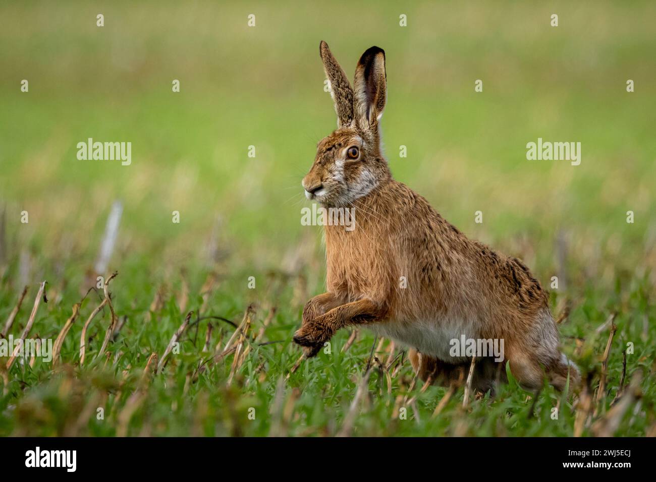 A fluffy brown hare in a lush green field Stock Photo - Alamy