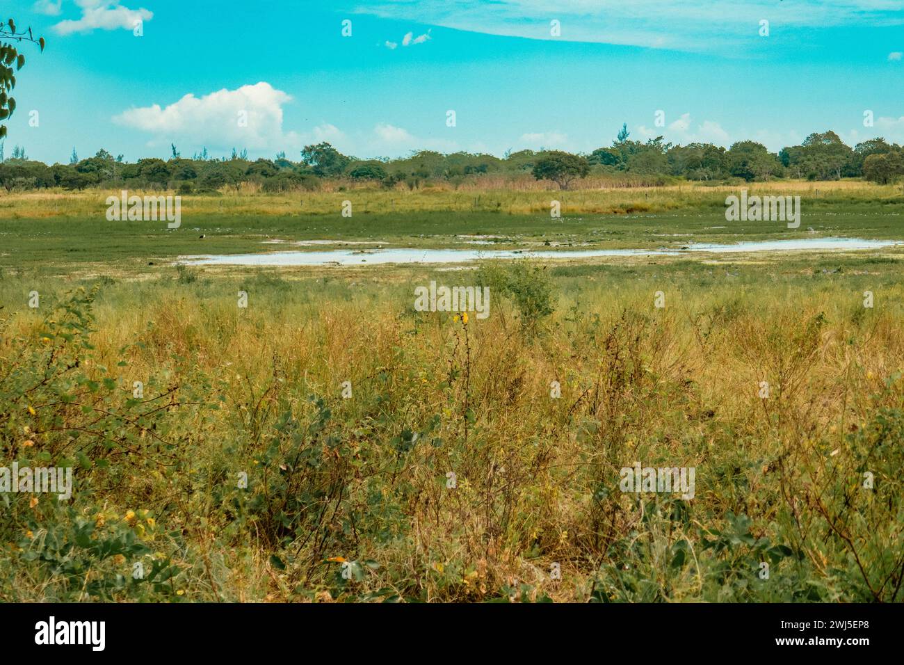A swamp in the forest at Arabuko Sokoke Forest in Malindi, Kenya Stock ...