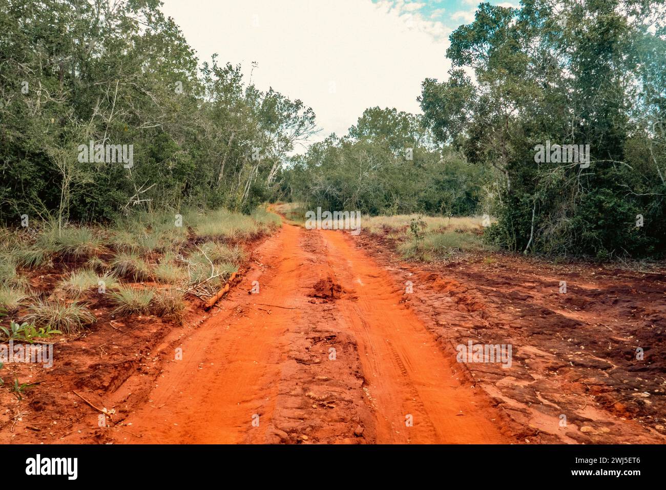 An empty hiking trail amidst trees in Arabuko Sokoke Forest in Malindi ...