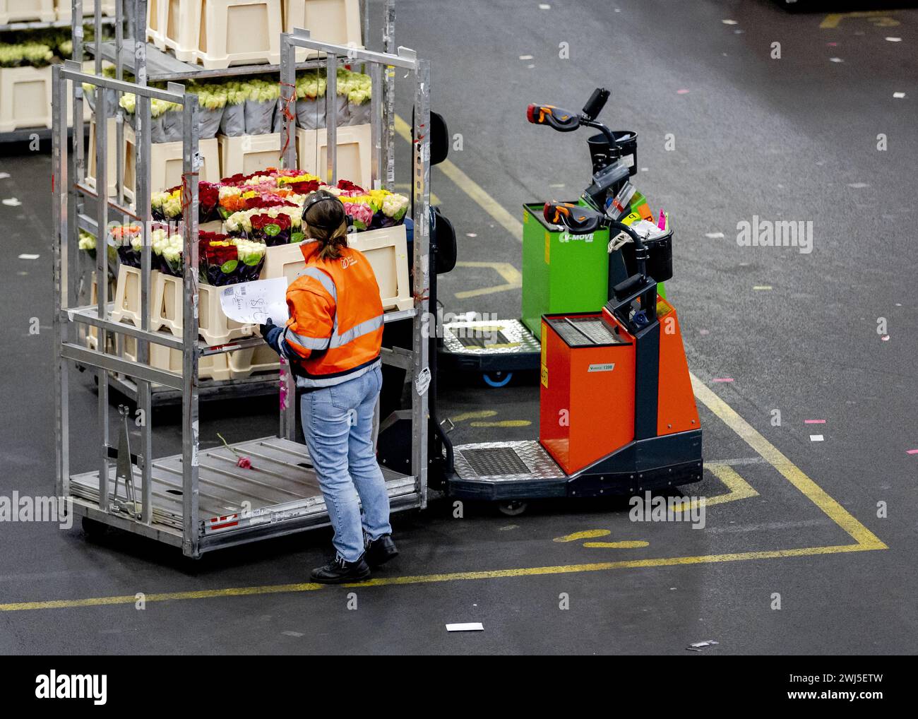 AALSMEER - Employees process flowers in the auction hall of Royal ...