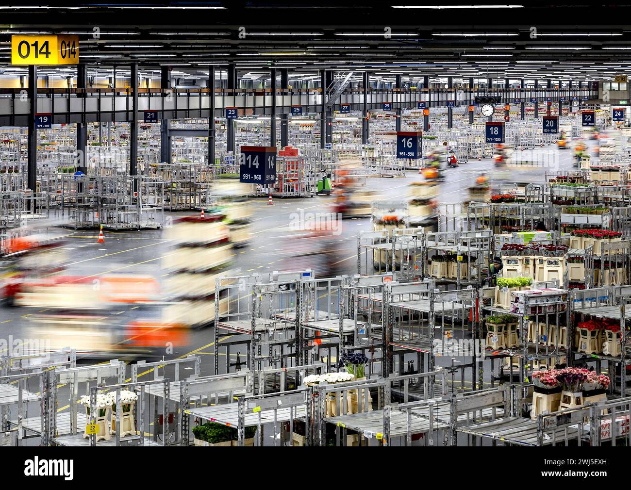 AALSMEER - Employees process flowers in the auction hall of Royal ...