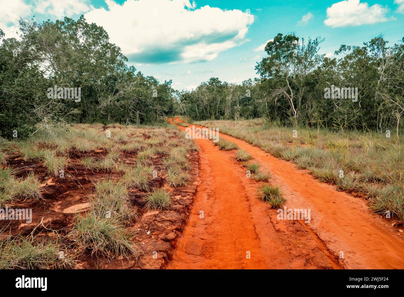 An empty hiking trail amidst trees in Arabuko Sokoke Forest in Malindi ...