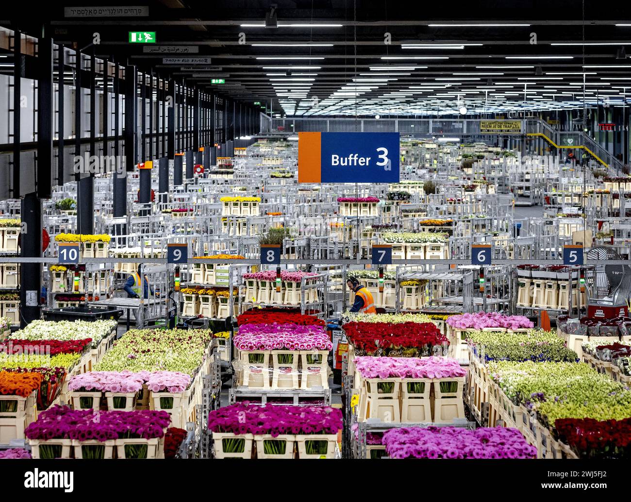 AALSMEER - Employees process flowers in the auction hall of Royal ...