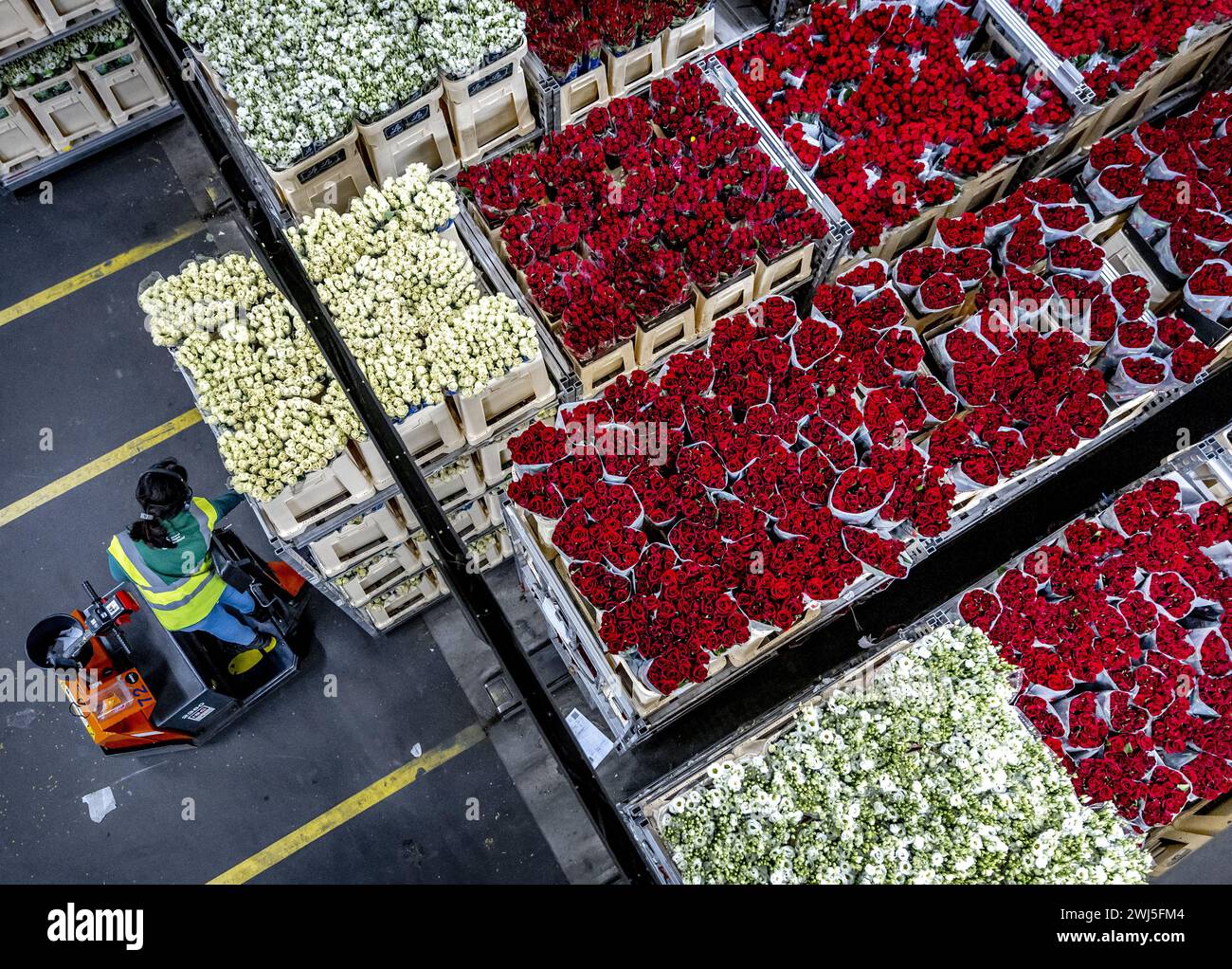 AALSMEER - Employees process flowers in the auction hall of Royal ...
