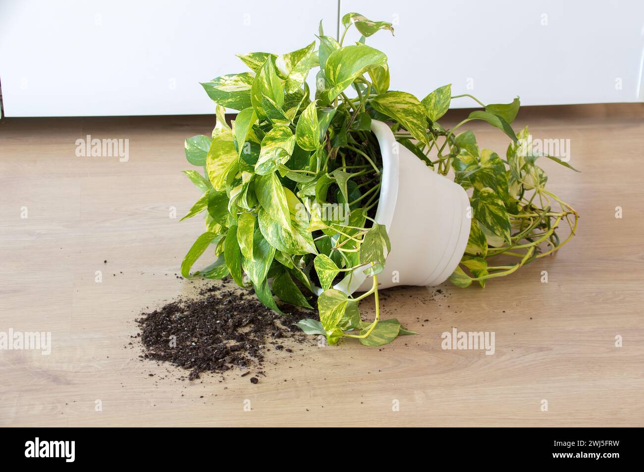 Overthrown house plant indoors at home Stock Photo - Alamy