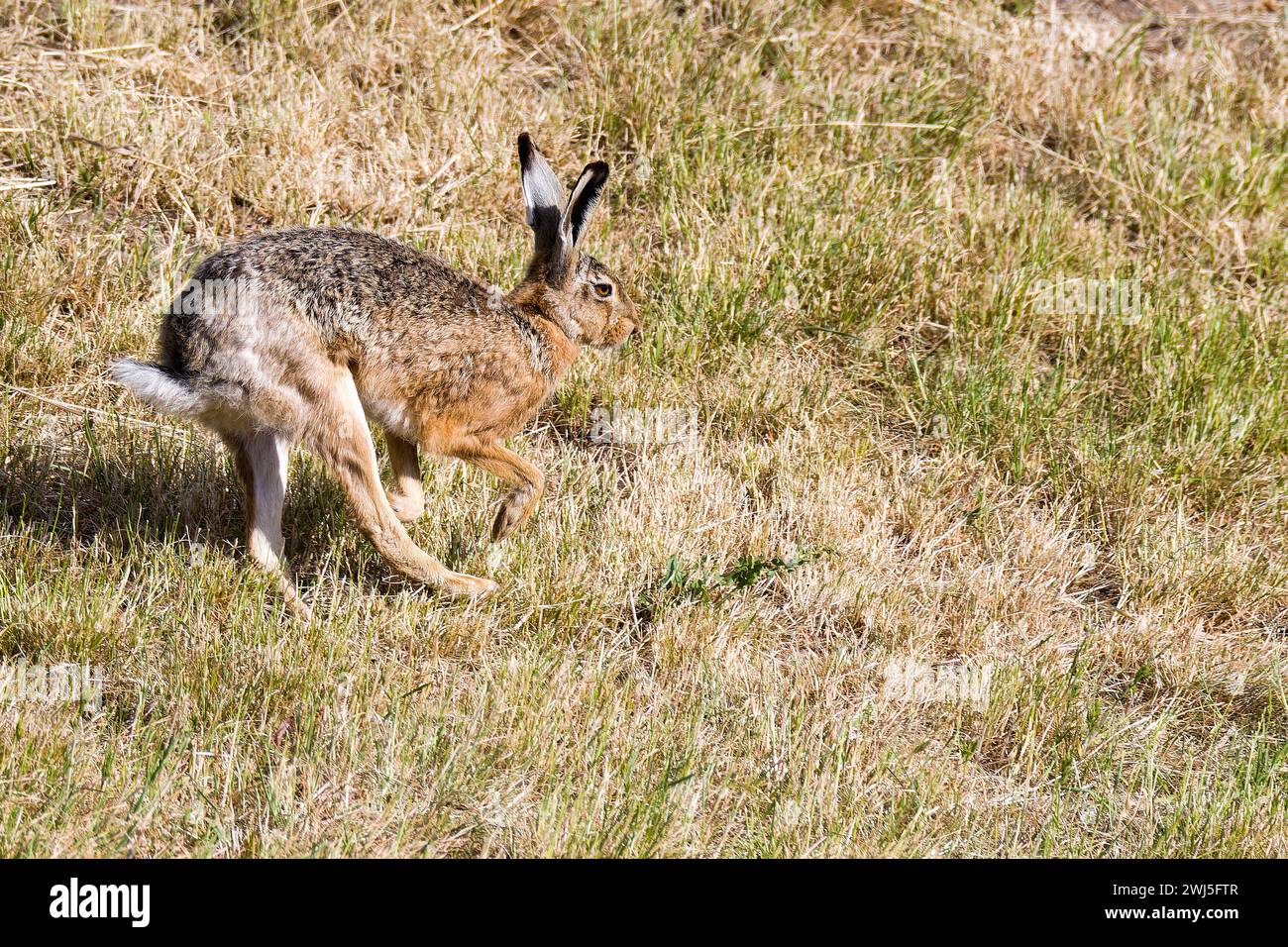 European hare on the run in summer Stock Photo - Alamy
