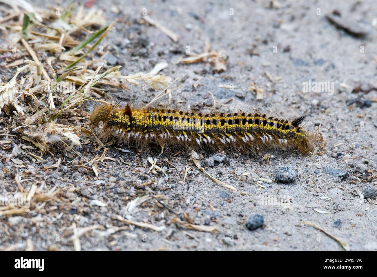 Caterpillar drinker moth euthrix hi-res stock photography and images ...