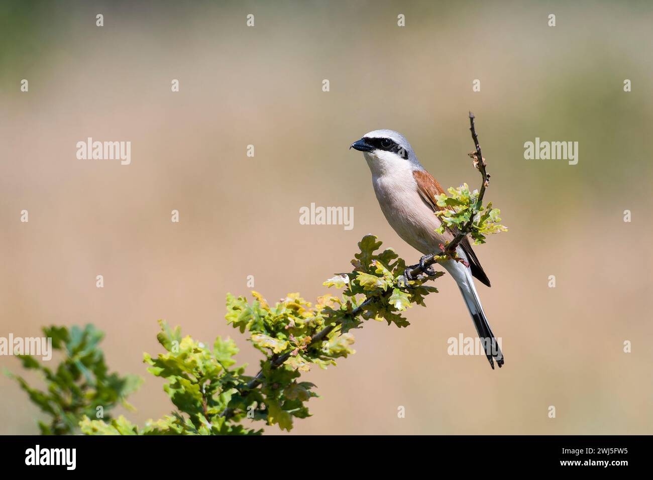 Male red-backed shrike observes his surroundings Stock Photo - Alamy