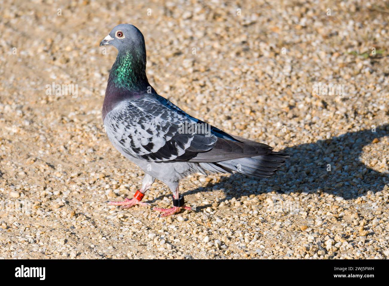 Pigeon in the sun hi-res stock photography and images - Alamy