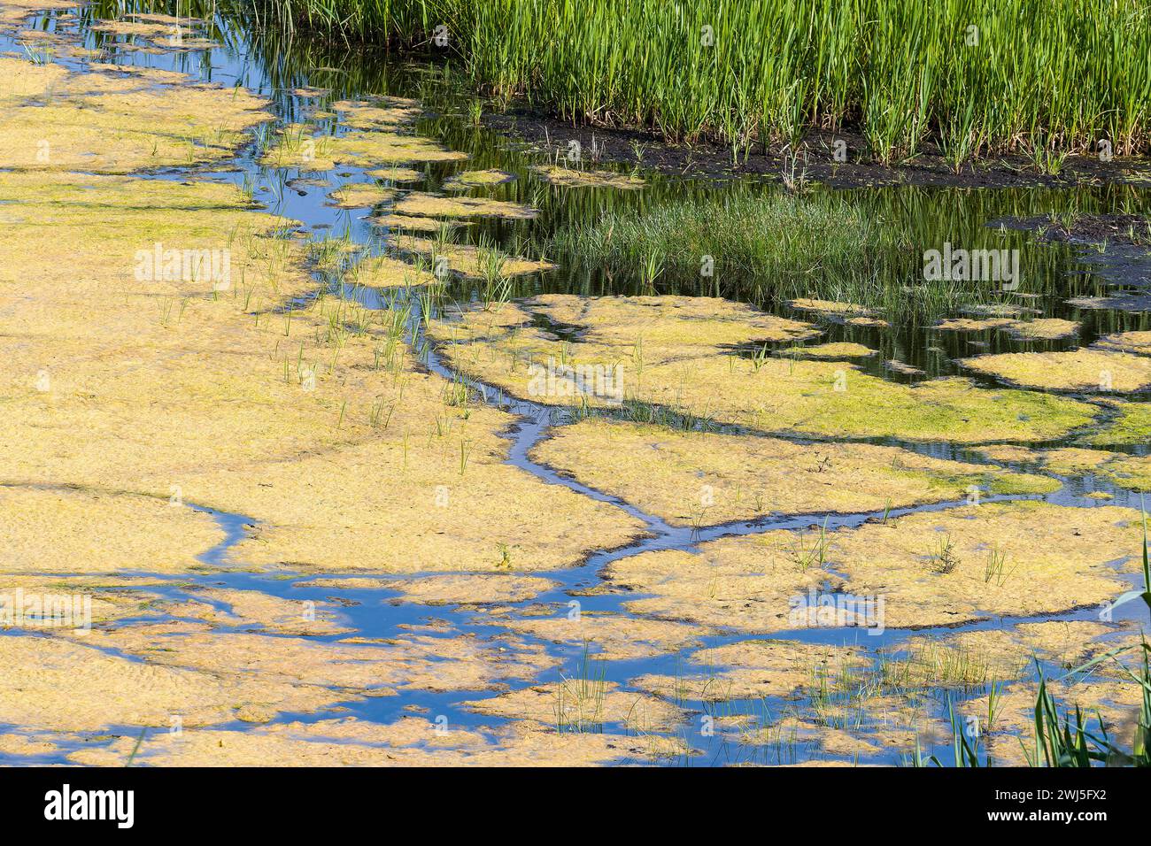 Growth of algae hi-res stock photography and images - Alamy