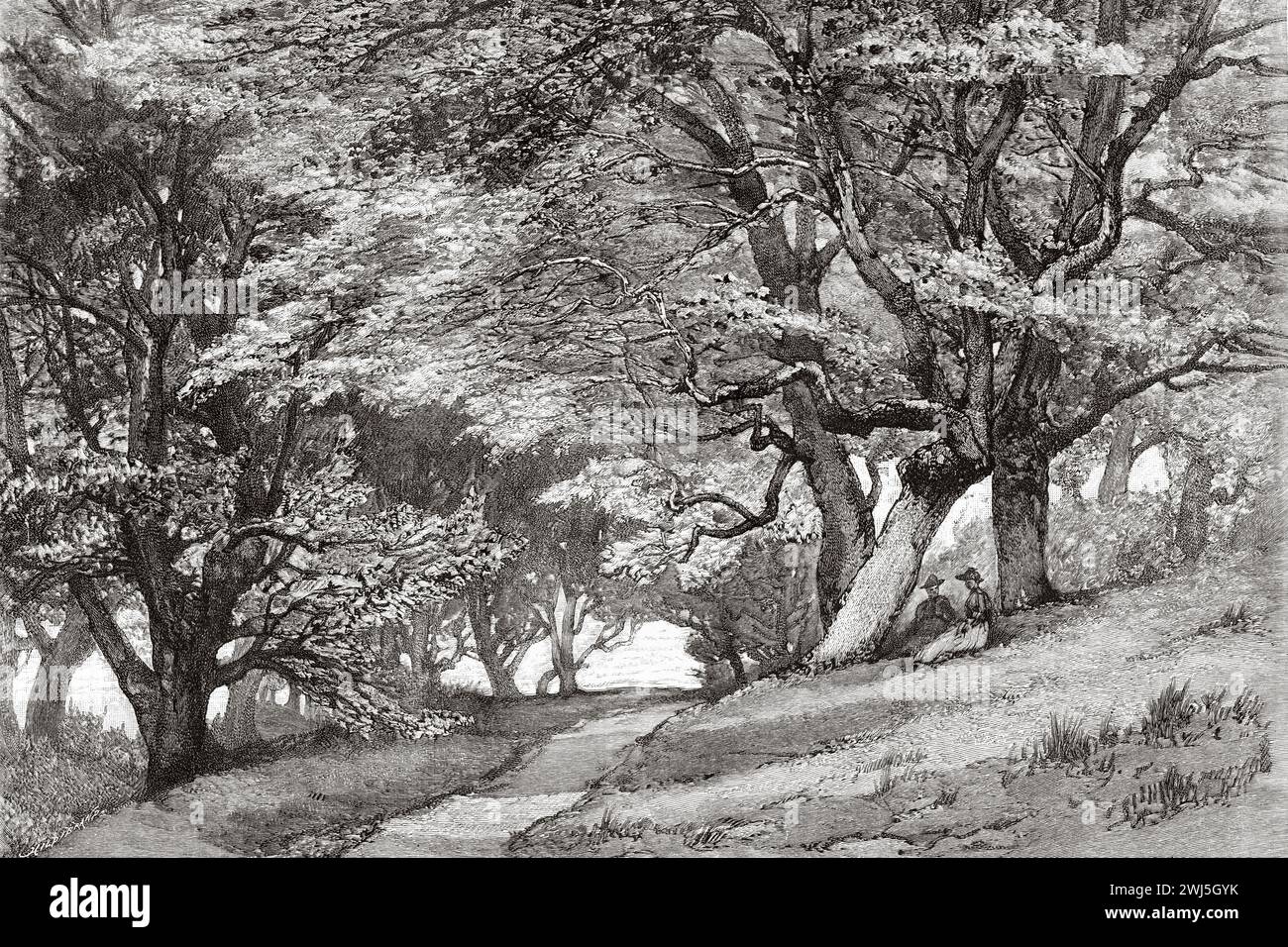 Innisfallen Island forest, County Kerry. Republic of Ireland. Europe ...