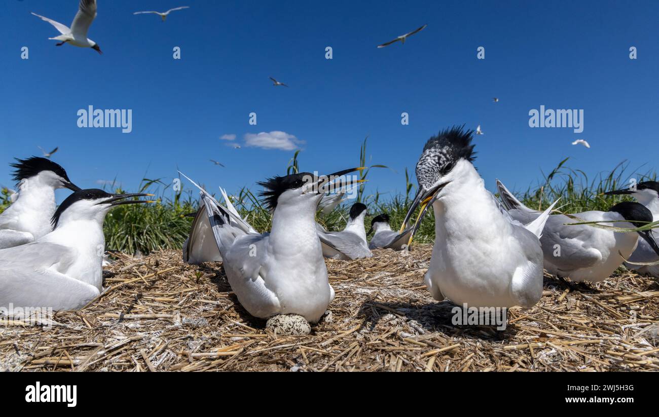 The breeding colony of Sandwich Terns (Sterna sandvicensis) sitting on ...