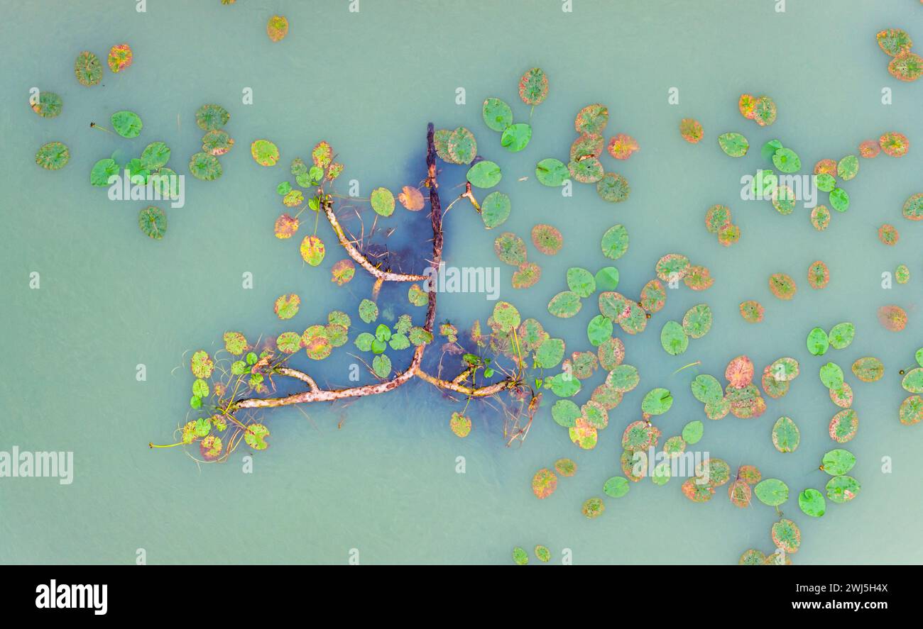 A top view of a lake with green algae bloom on a pond with water lilles ...
