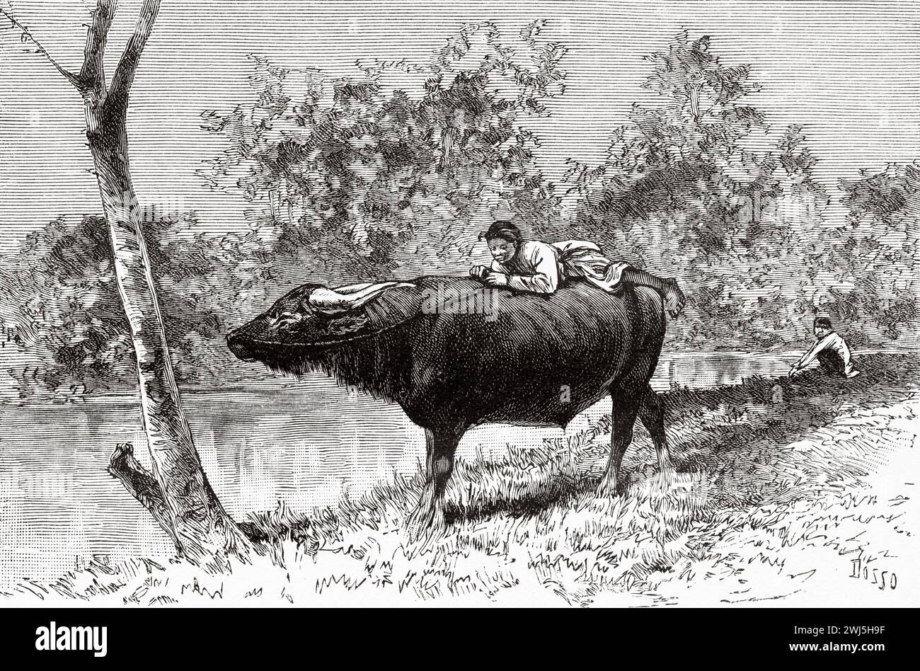 A young boy playing on his buffalo in the river. Tonkin, French ...