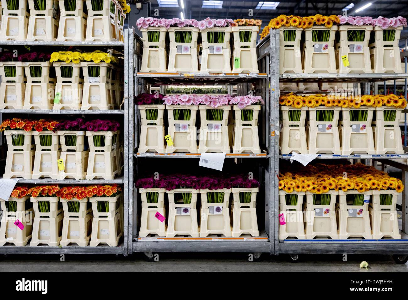 AALSMEER - Carts with flowers in the auction hall of Royal FloraHolland. The flower auction is ...