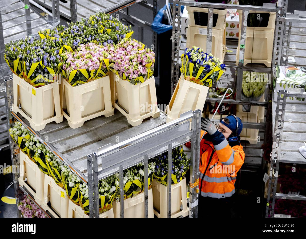 AALSMEER - Employees process flowers in the auction hall of Royal ...