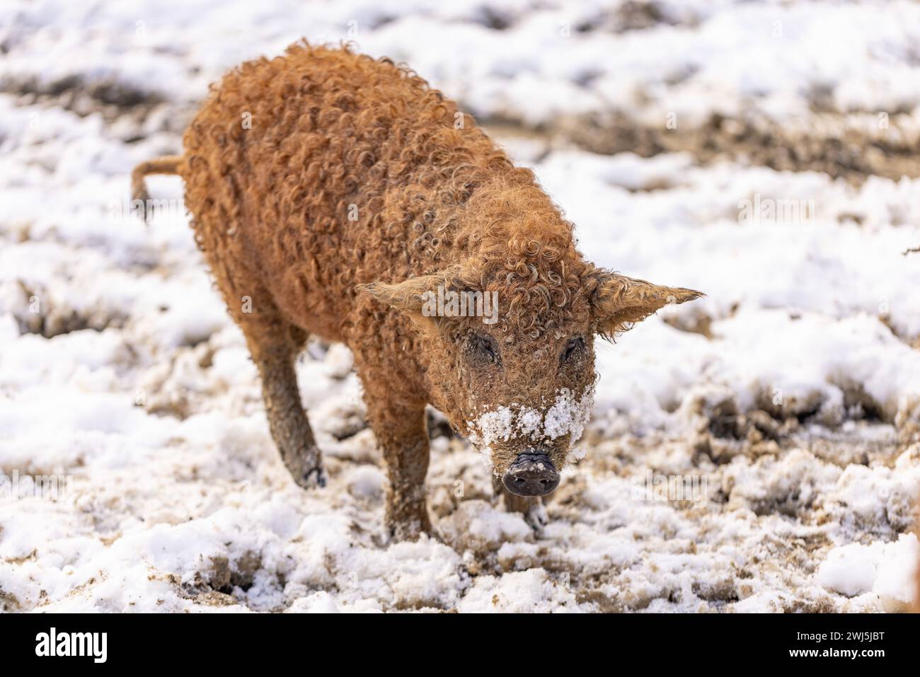 Hungarian mangalitsa pig, a very curly haired animal Stock Photo - Alamy