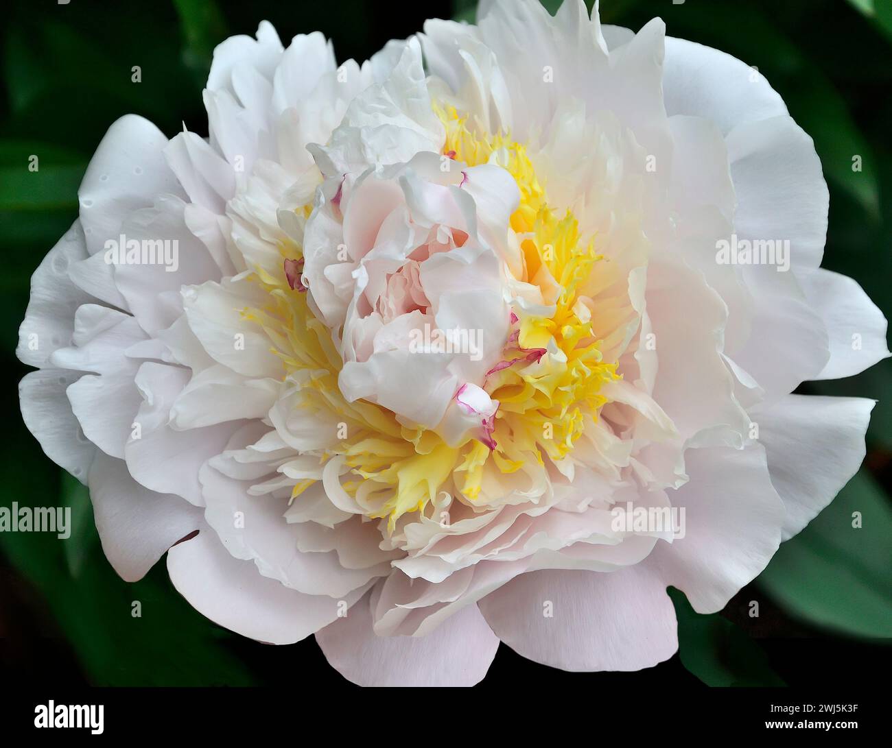 Paeonia peony pink double bouquet hi-res stock photography and images ...