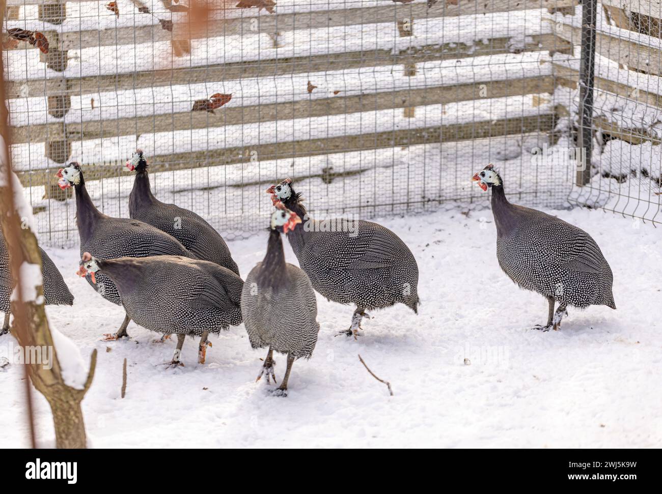 Group of guinea fowl in winter time, yard covered with snow Stock Photo ...