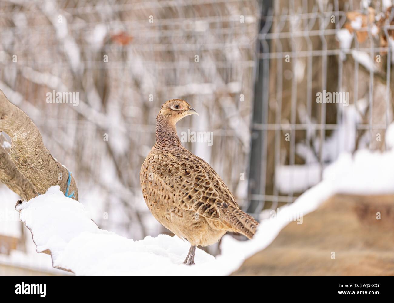 Female European common pheasant, Phasianus colchicus Stock Photo - Alamy