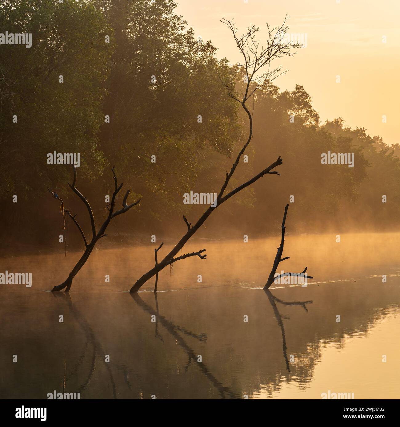 Scenic view of mangrove at dawn with dead tree silhouette in Sundarbans ...