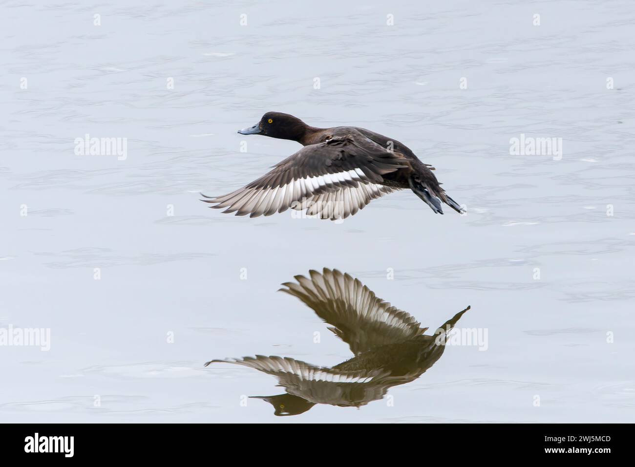 The duck which if flight hi-res stock photography and images - Alamy