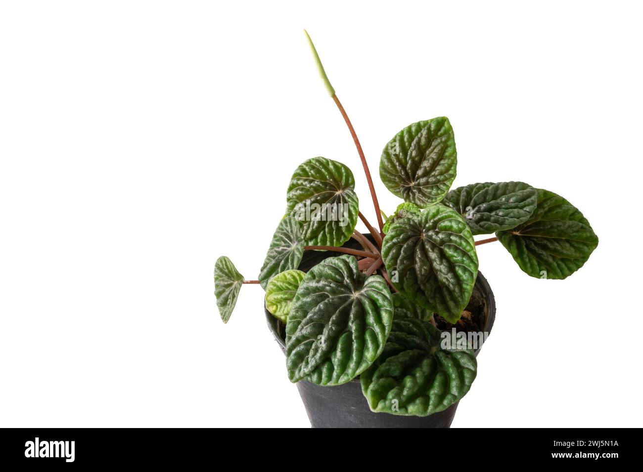 Closeup view of green peperomia caperata aka emerald ripple peperomia ...
