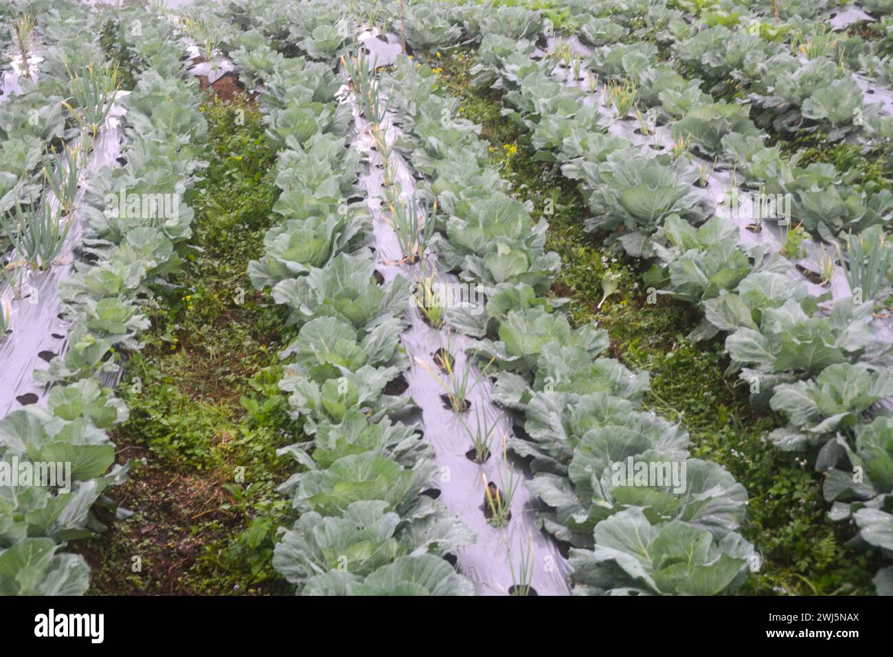 Cabbage Rows Cultivated in Agricultural Field in Indonesia, Wonosobo ...