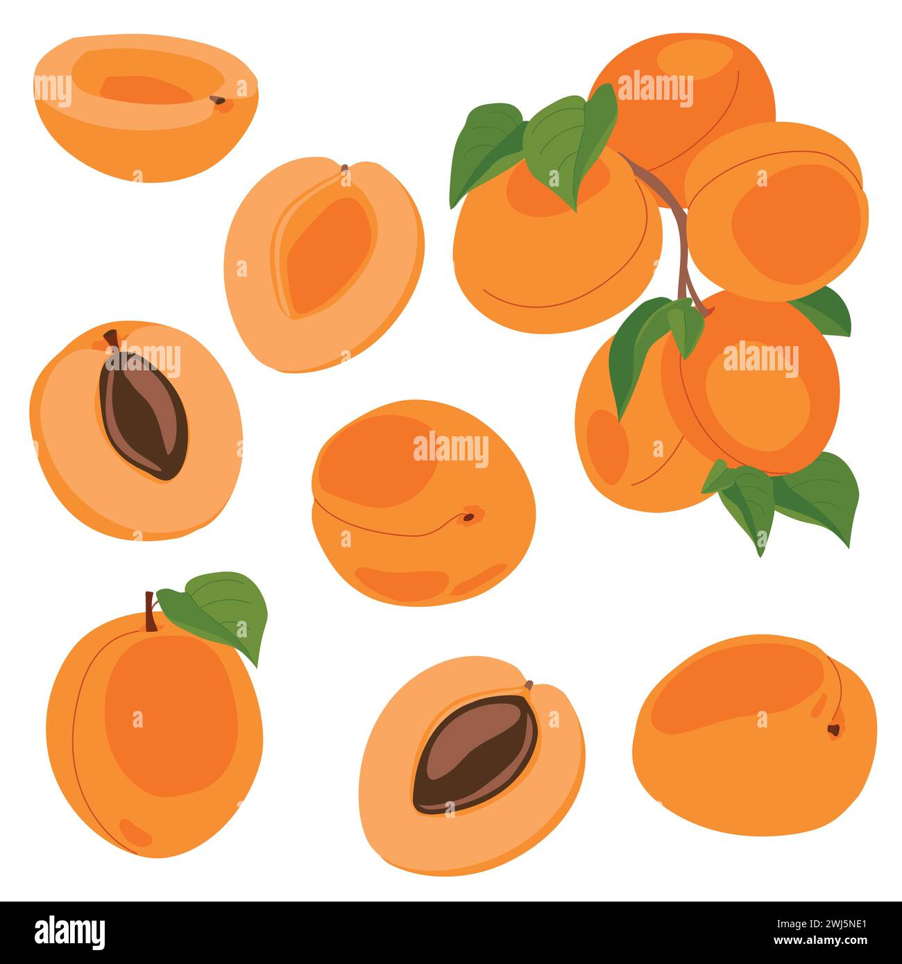 Apricot set. Vector illustration of delicious fruits in cartoon style ...