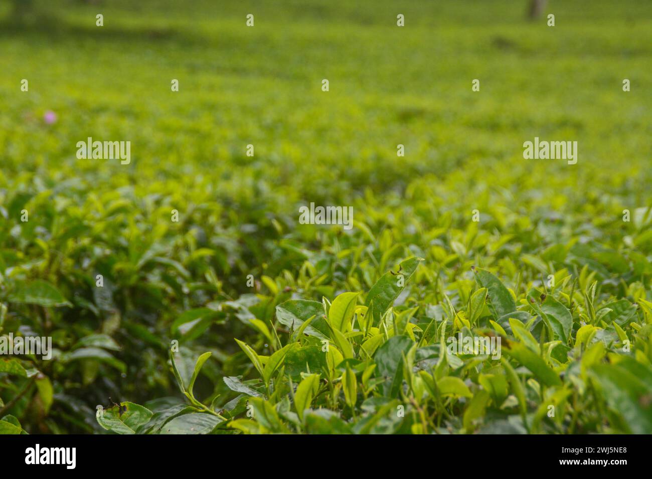 Landscape of the Tambi tea garden in the city of Wonosobo Stock Photo ...