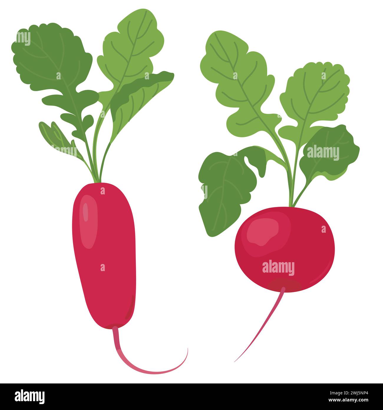 Bright pink radishes Stock Vector Images - Alamy