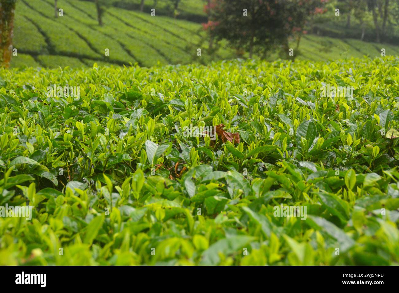 Landscape of the Tambi tea garden in the city of Wonosobo Stock Photo ...