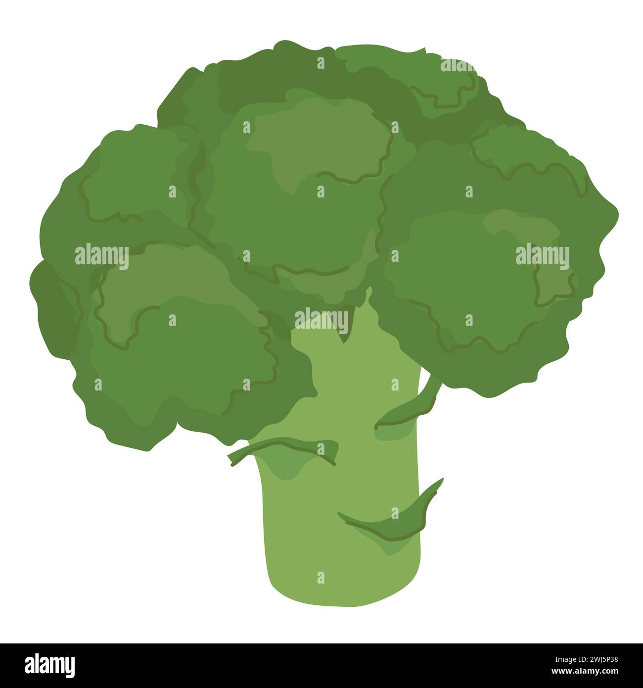 Broccoli with head and stem. Vector illustration in a flat style. Fresh ...
