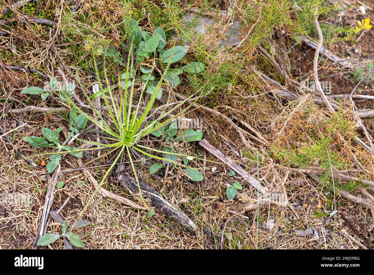 Drosophyllum lusitanicum, the Dewy Pine, in natural habitat near Sao ...