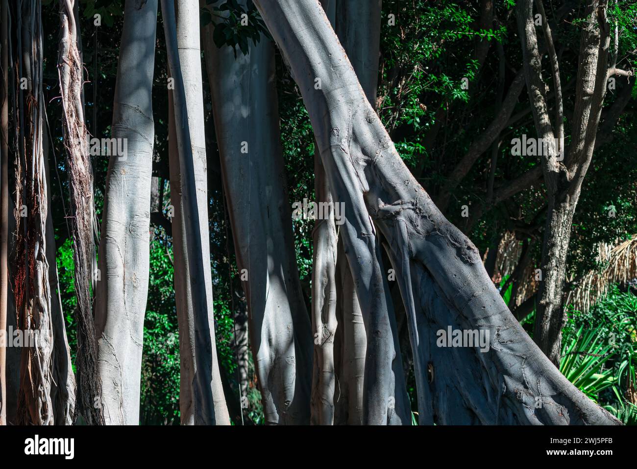 Wooden texture banyan tree hi-res stock photography and images - Alamy
