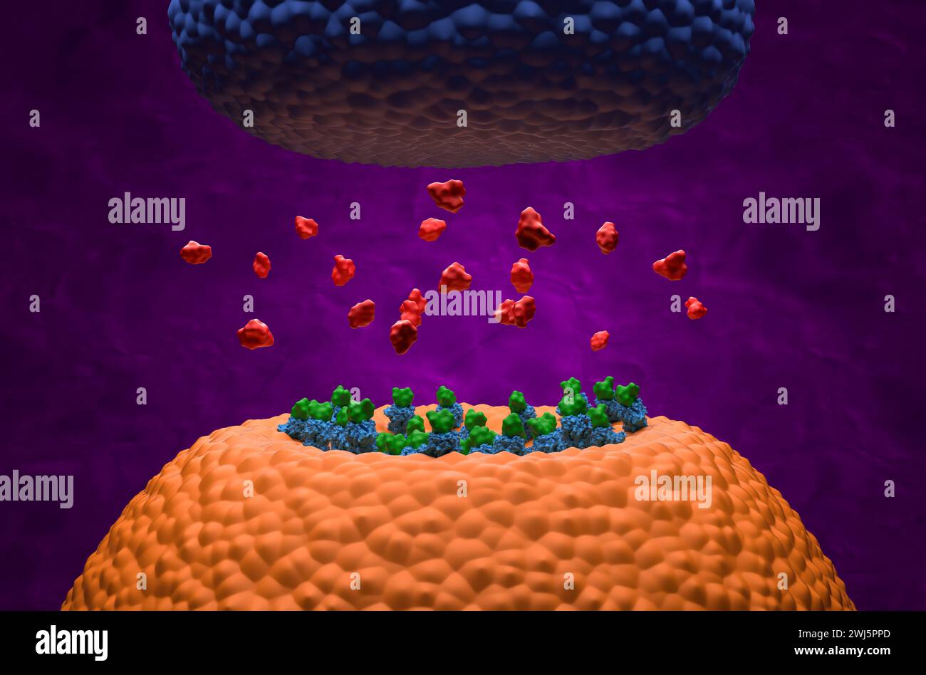 Naloxone binds to GABA receptors, thus blocking the binding of opioids ...