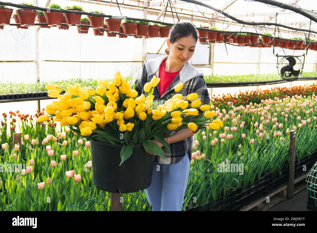 Greenhouse worker is picking tulips in a greenhouse for a bouquet Stock Photo - Alamy