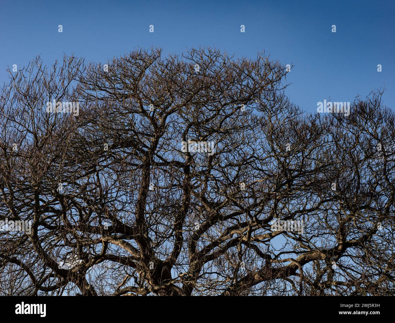 Winter tree silhouette showing tree shape Stock Photo - Alamy