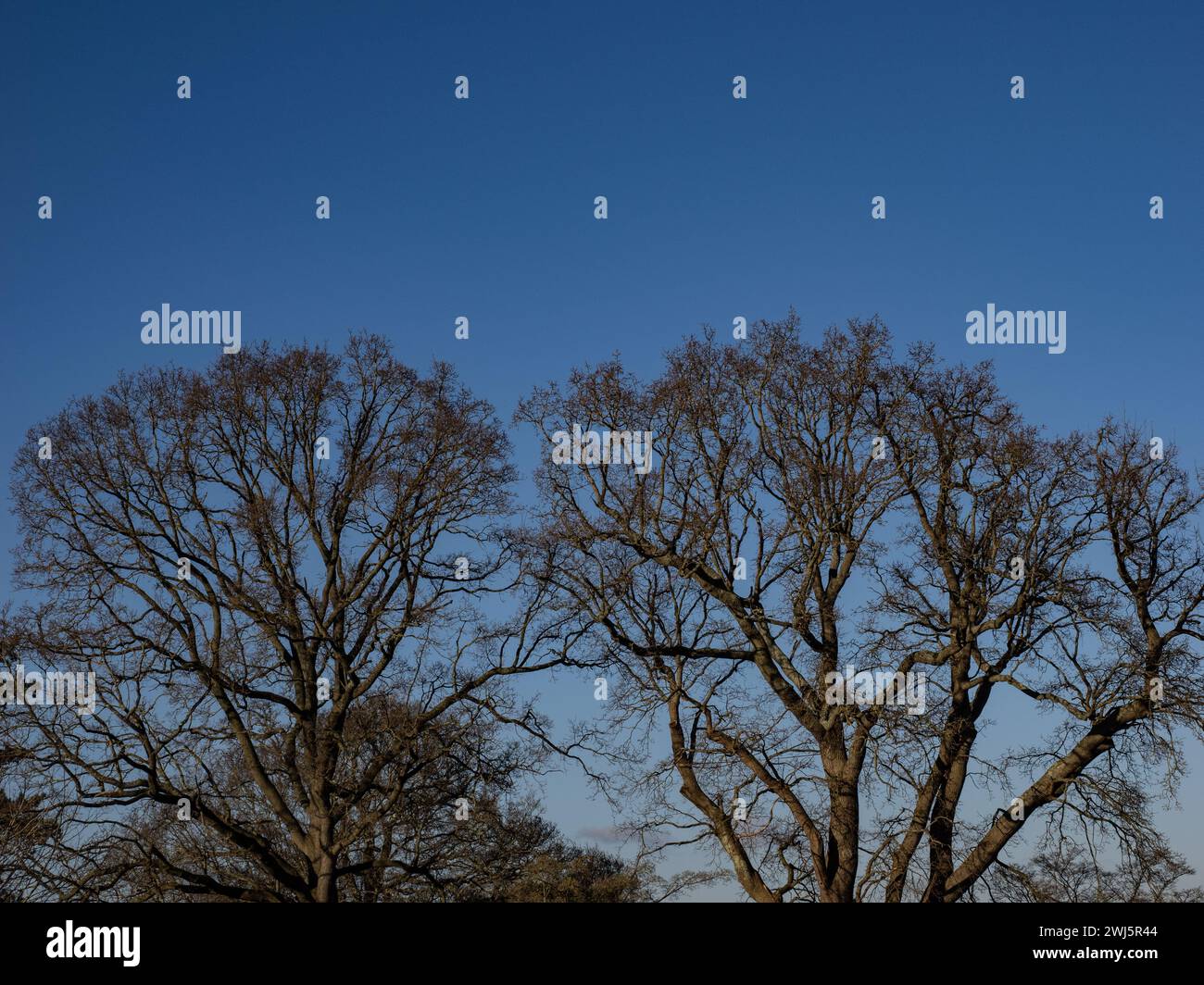 Winter tree silhouette showing tree shape Stock Photo - Alamy