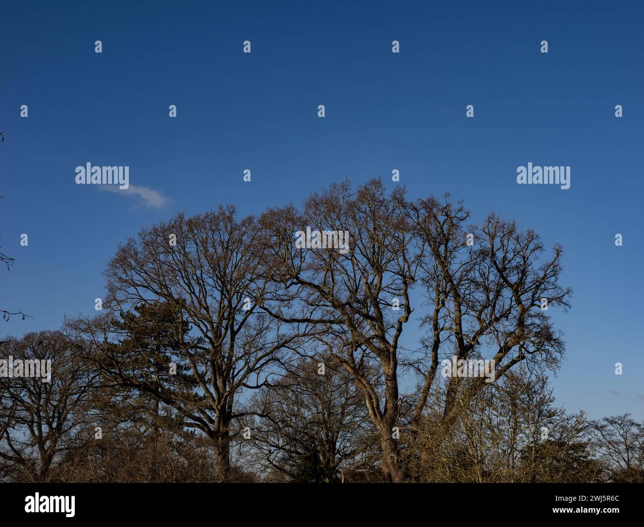Winter tree silhouette showing tree shape Stock Photo - Alamy