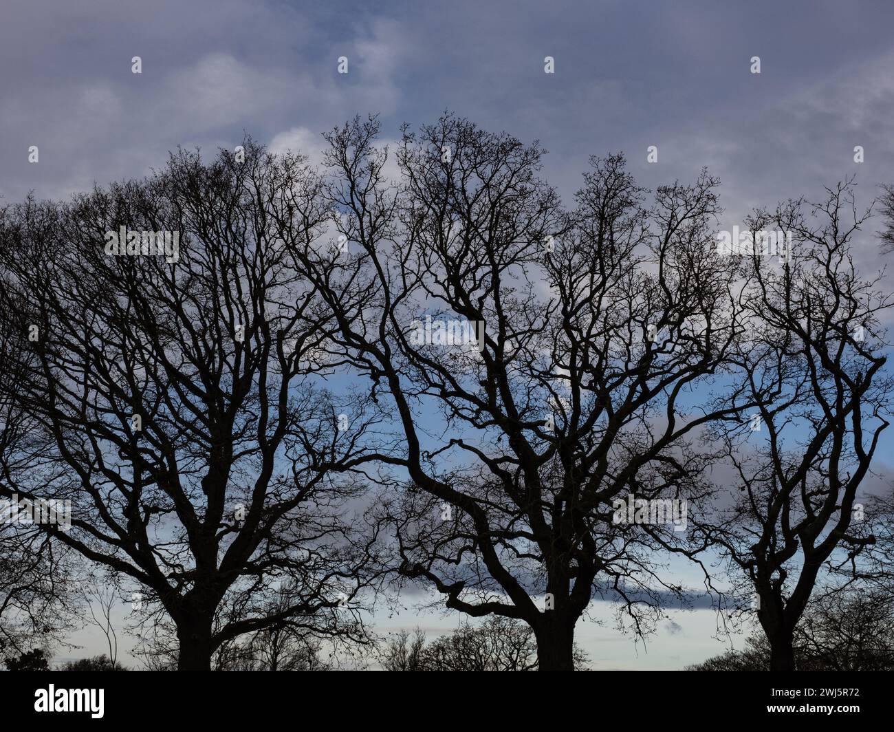 Winter tree silhouette showing tree shape Stock Photo - Alamy