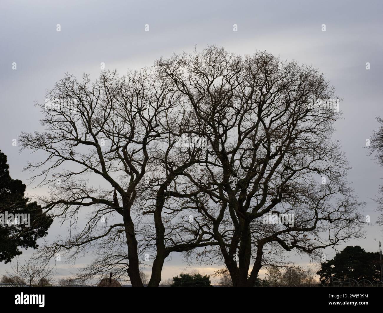 Winter tree silhouette showing tree shape Stock Photo - Alamy