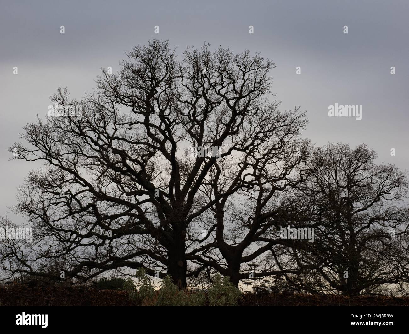 Winter tree silhouette showing tree shape Stock Photo - Alamy