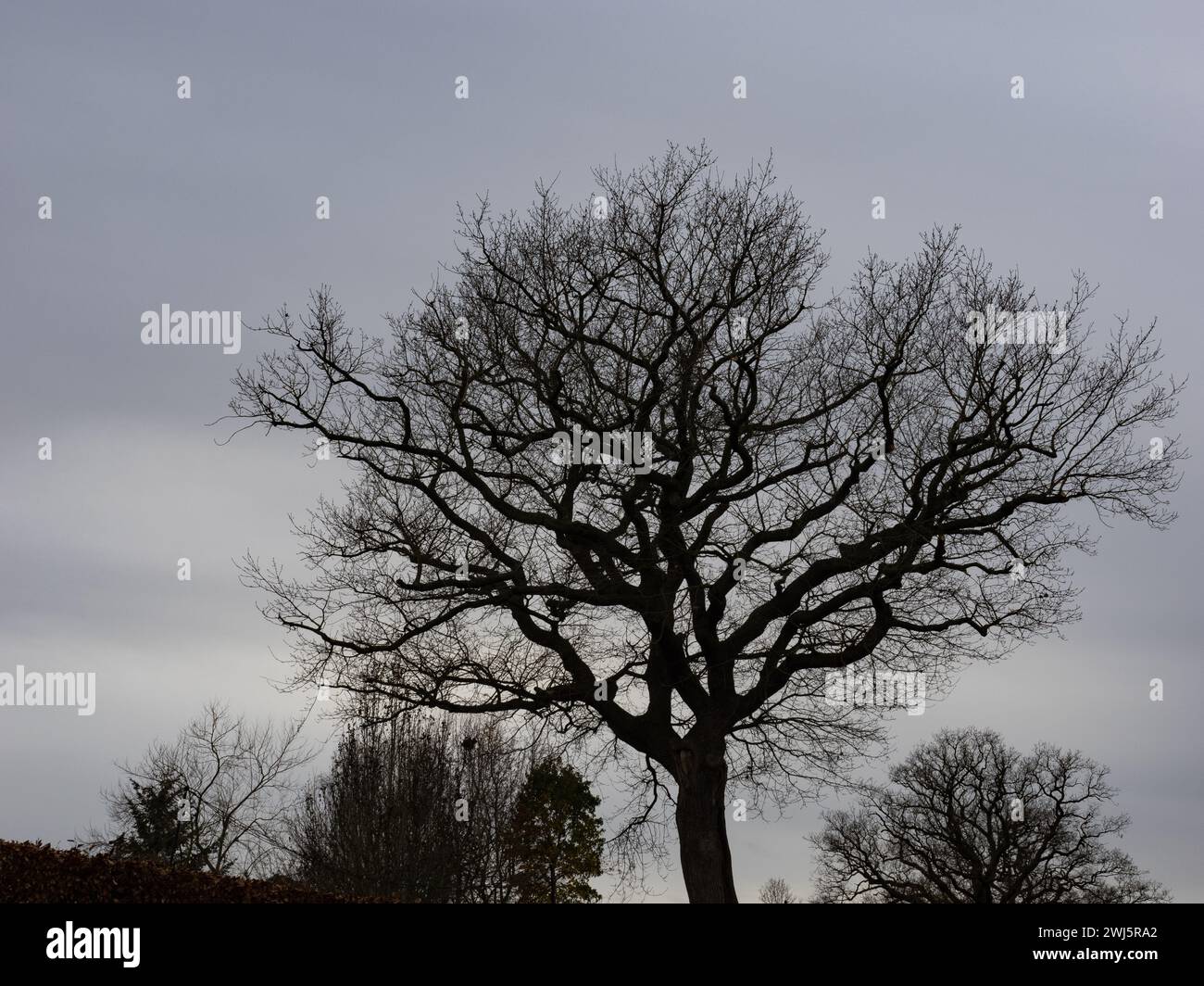 Winter tree silhouette showing tree shape Stock Photo - Alamy