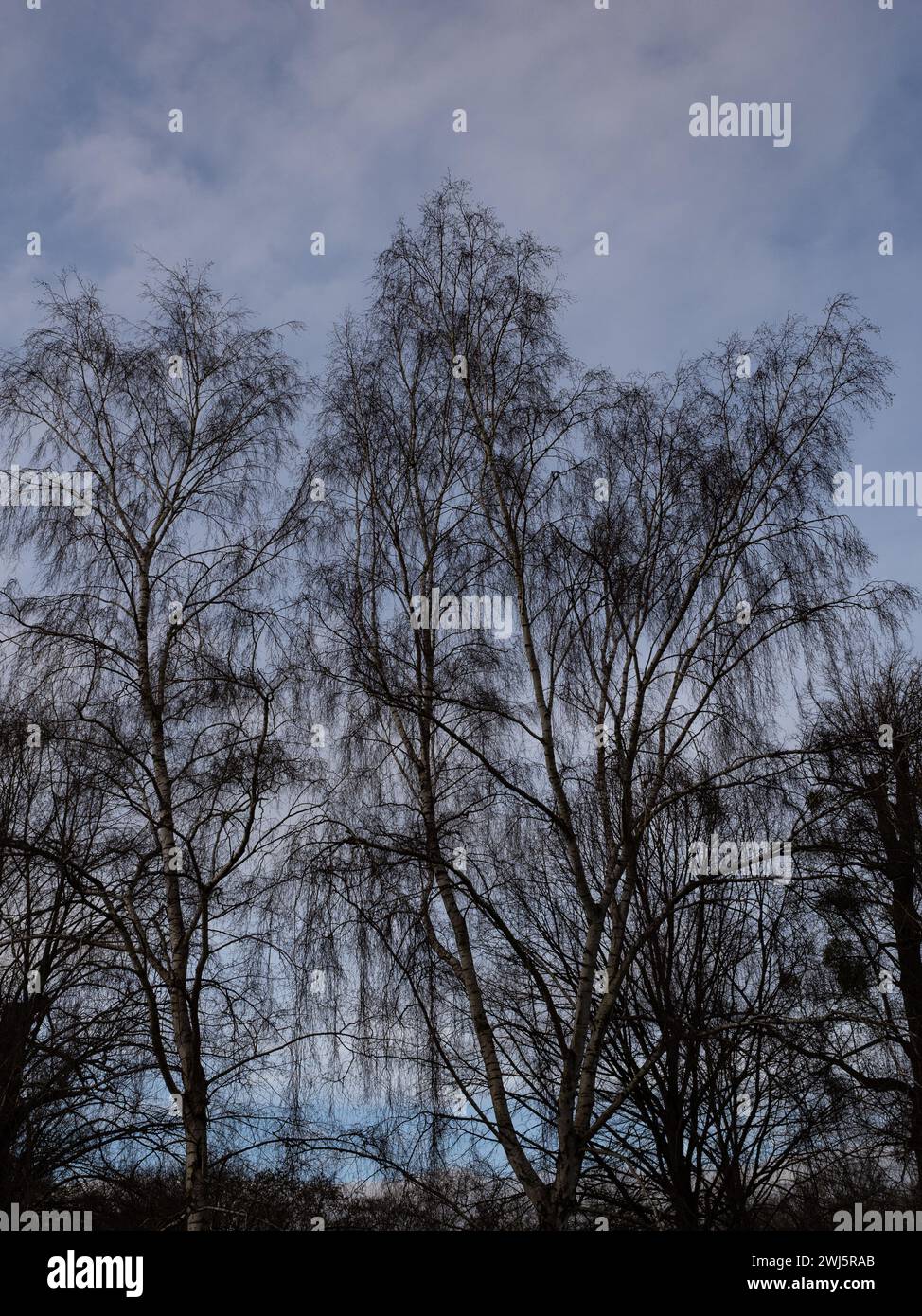 Winter tree silhouette showing tree shape Stock Photo - Alamy