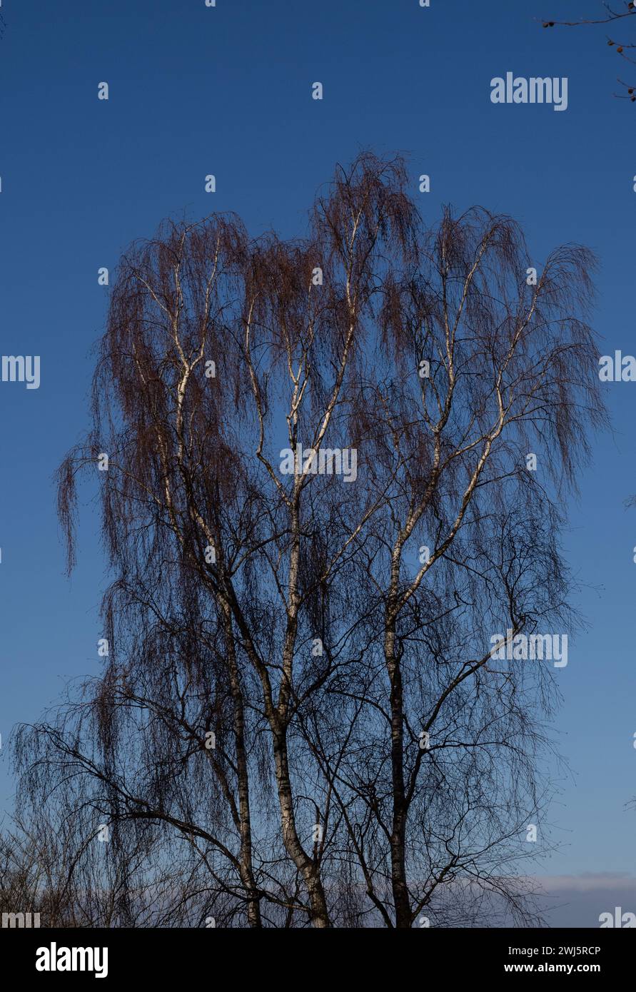 Winter tree silhouette showing tree shape Stock Photo - Alamy