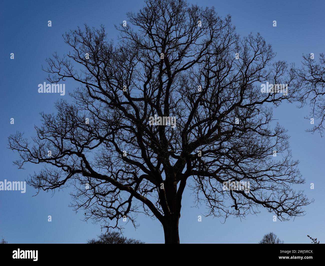 Winter tree silhouette showing tree shape Stock Photo - Alamy
