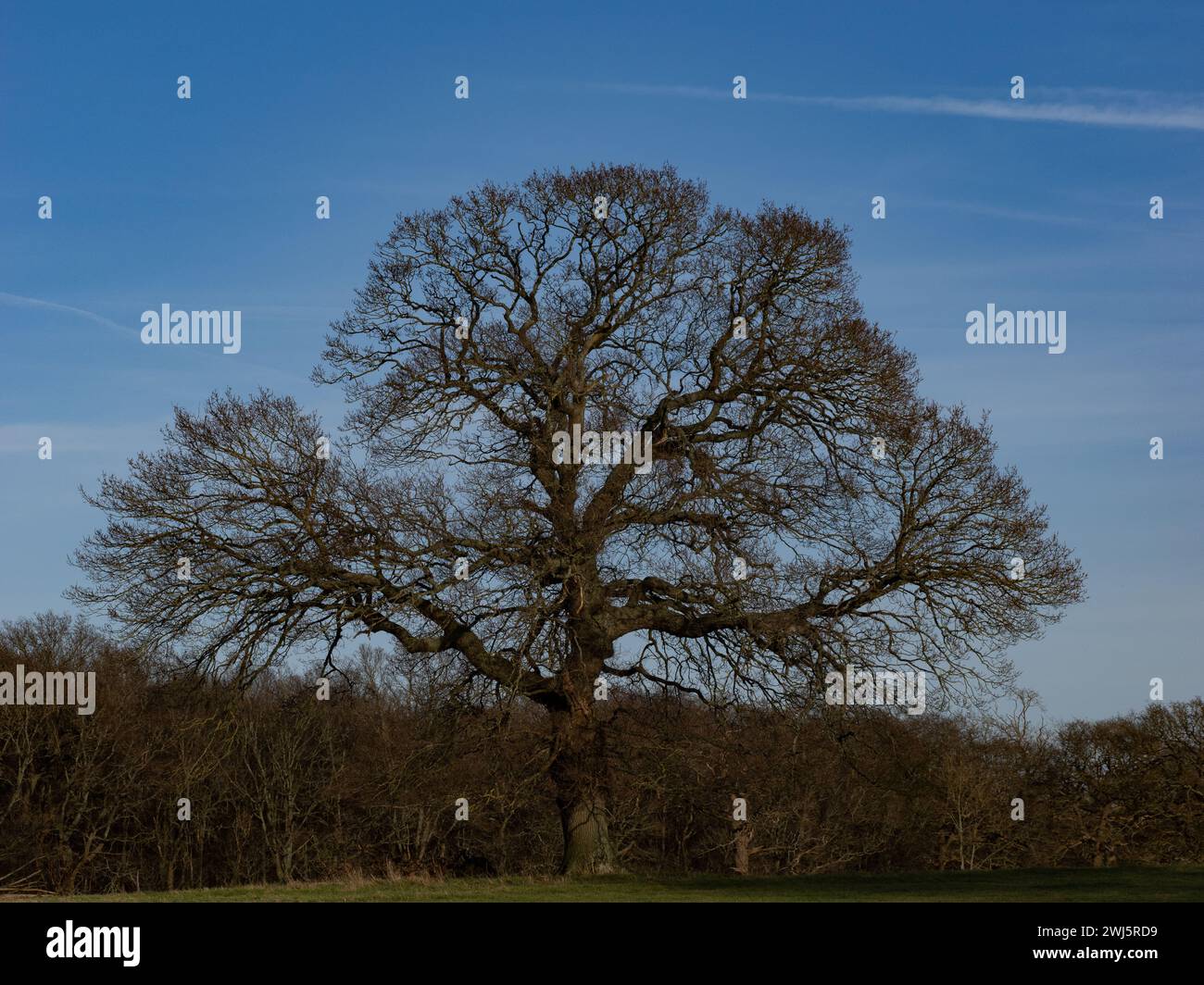 Winter tree silhouette showing tree shape Stock Photo - Alamy