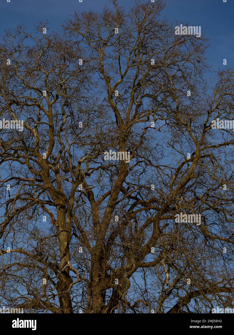 Lirodendron tulipifera hi-res stock photography and images - Alamy