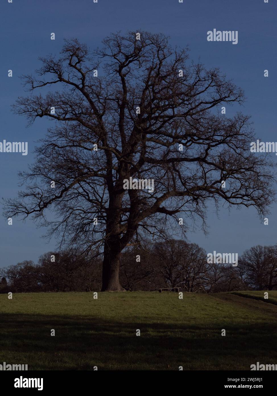 Winter tree silhouette showing tree shape Stock Photo - Alamy